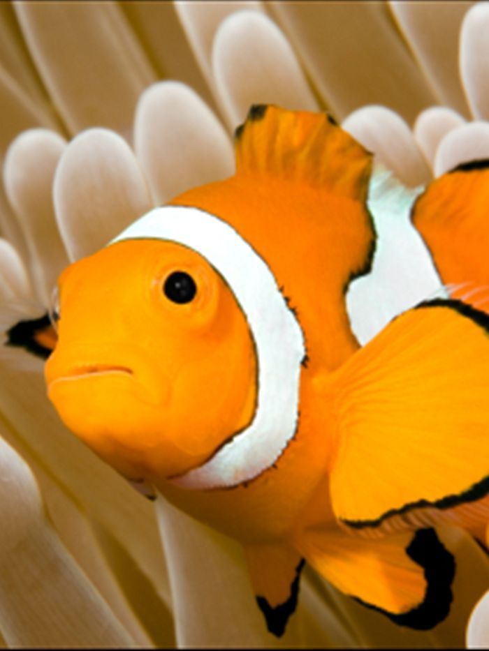 High CO2 in ocean can cause brain damage in fish - ABC listen