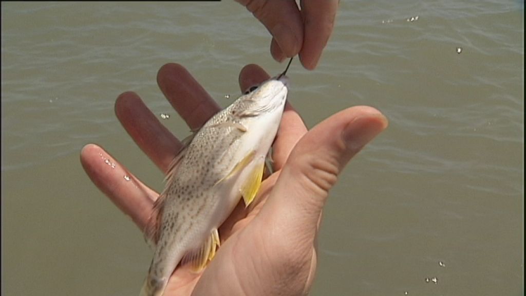 Scientists study grunting fish - ABC News