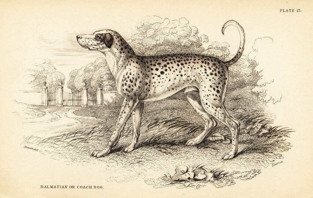 How the modern dog was invented - ABC listen