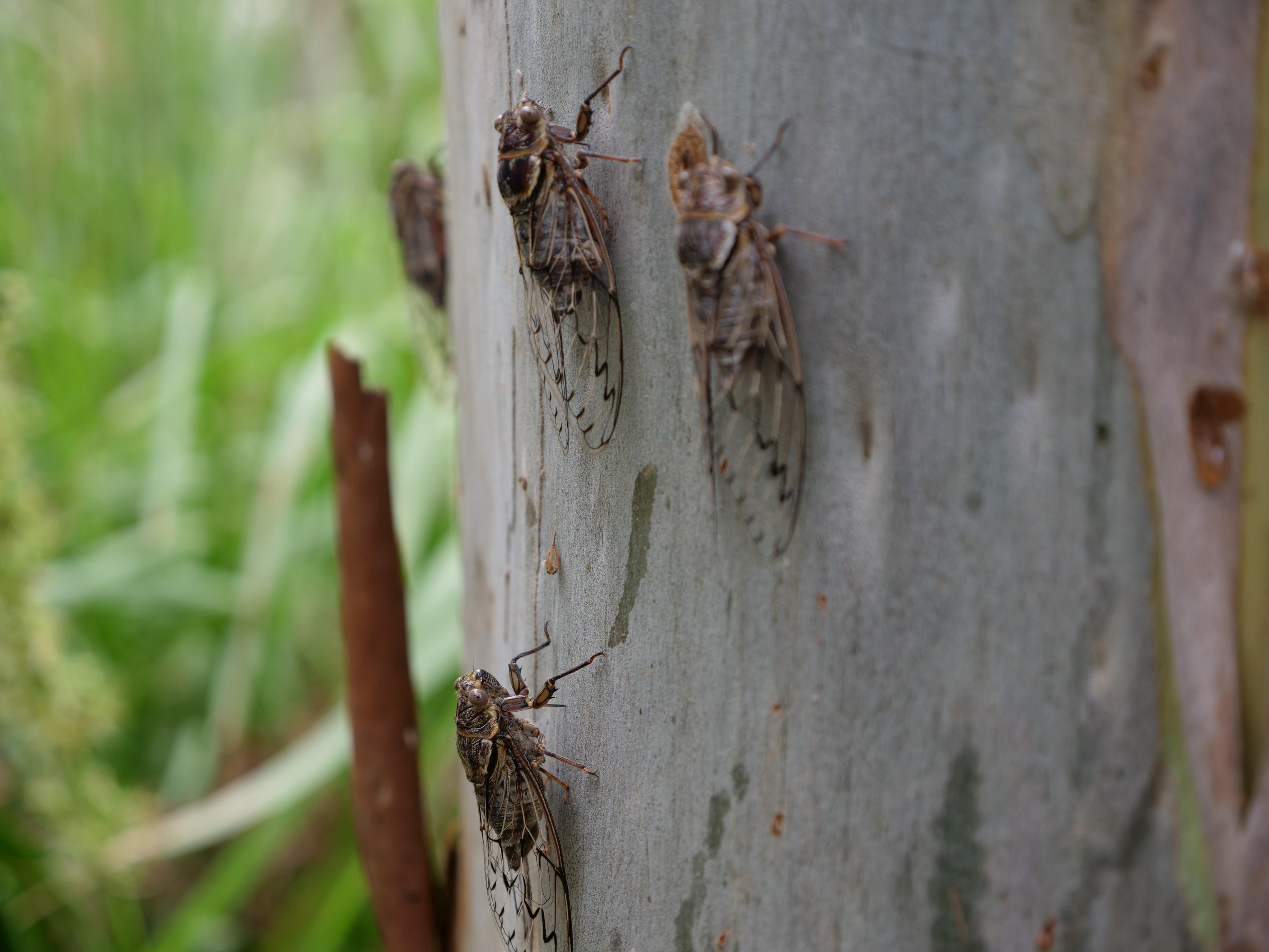 Why cicadas seem so much louder this year - ABC News
