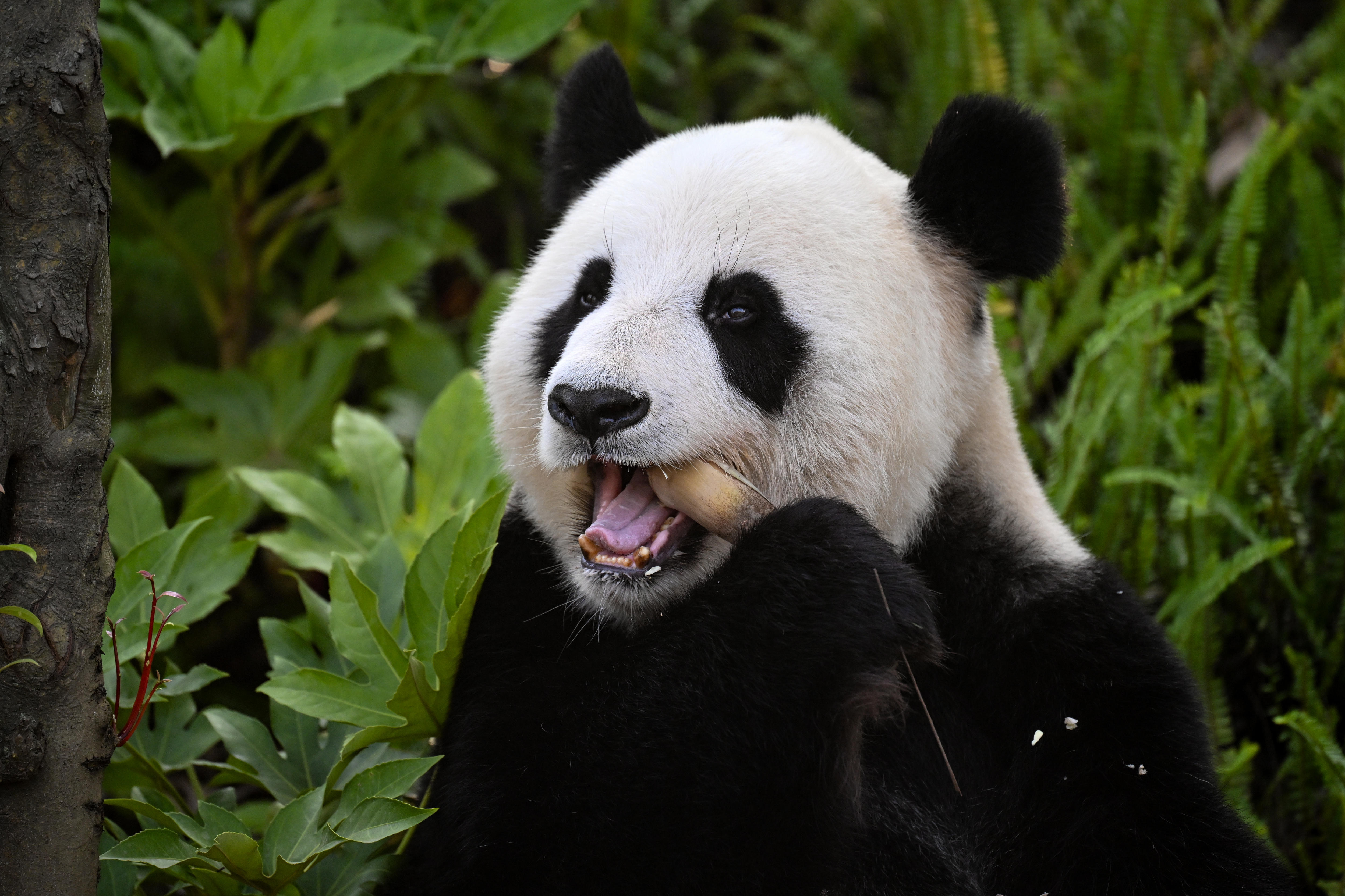 Albanese rejects criticism of visits to pandas, Great Wall as ...