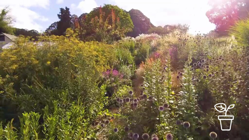 A Natural Beauty - Gardening Australia