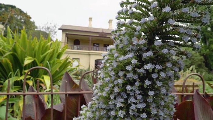Plant Profile: Tree Echium - Gardening Australia