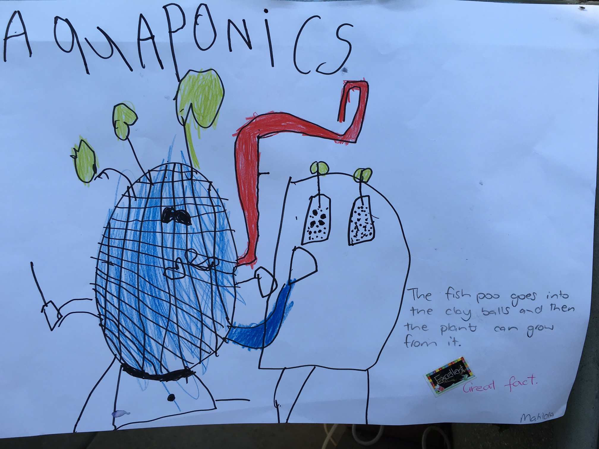 Fish poo learning: 5yo Girraween Primary students excited by aquaponics ...