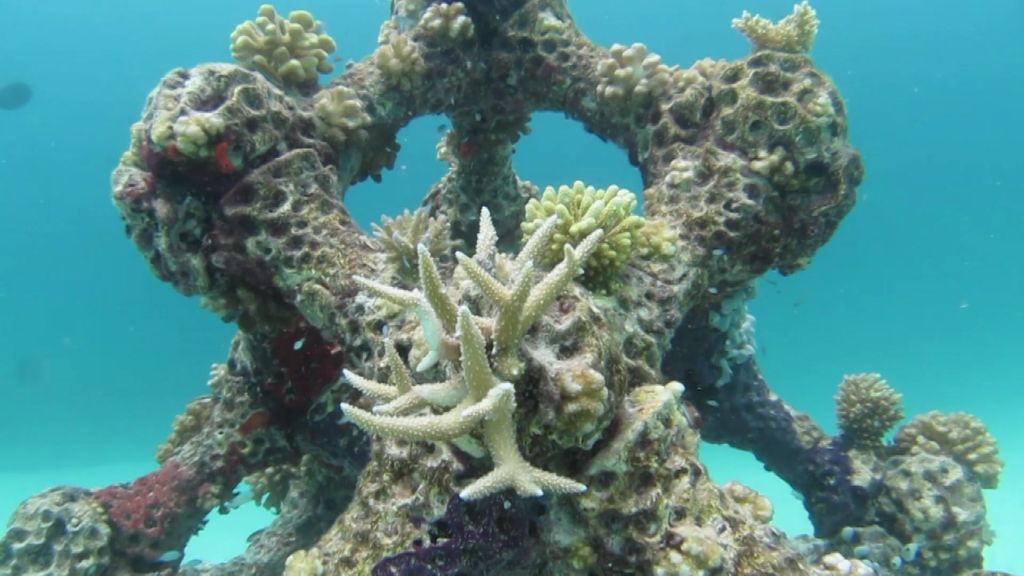 New coral growth recorded on the MARS units near Summer Island ...