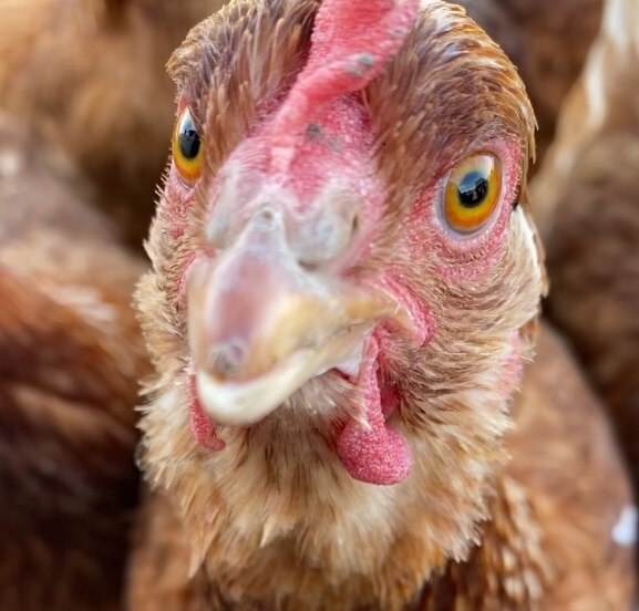 What the cluck? My hen is crowing like a rooster - ABC listen