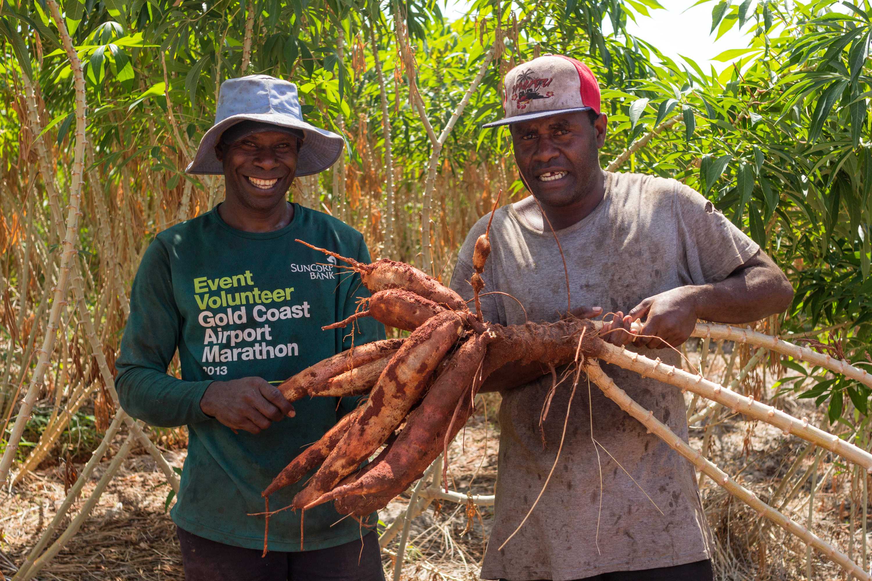 NT mango farmer grows cassava for Pacific Islander workers - ABC listen