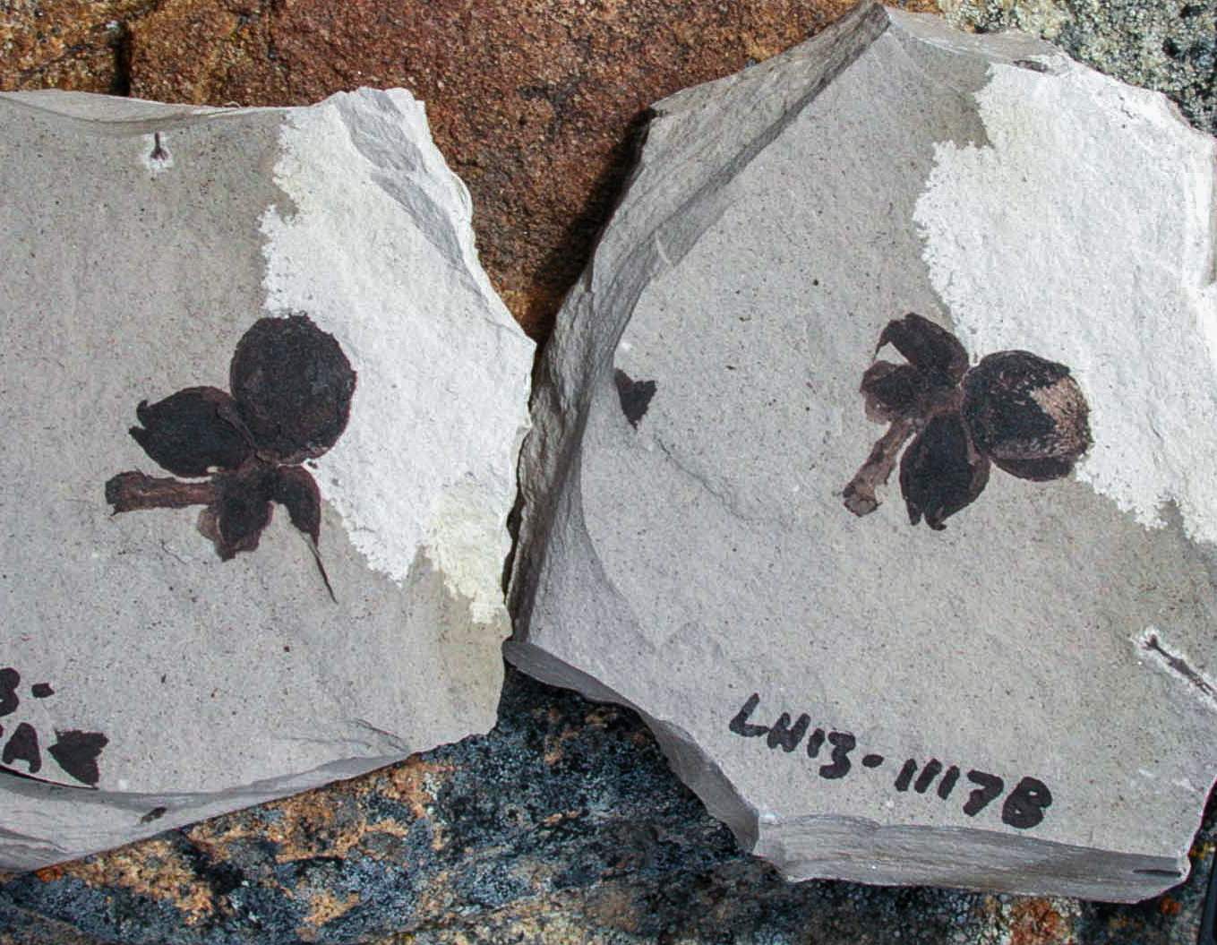 Fossil nuts from ancient Gondwanan beech tree challenge plant evolution ...