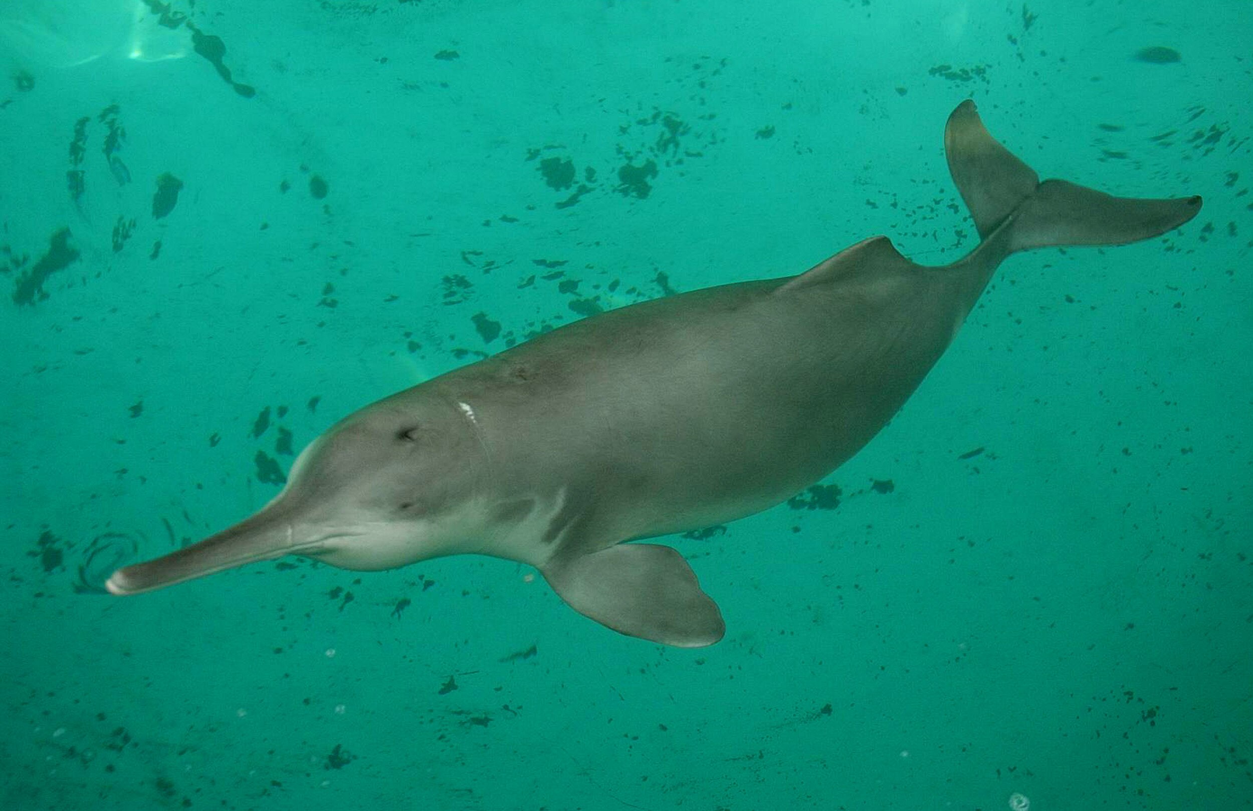 Chinese river dolphin may not be extinct: expert - ABC News