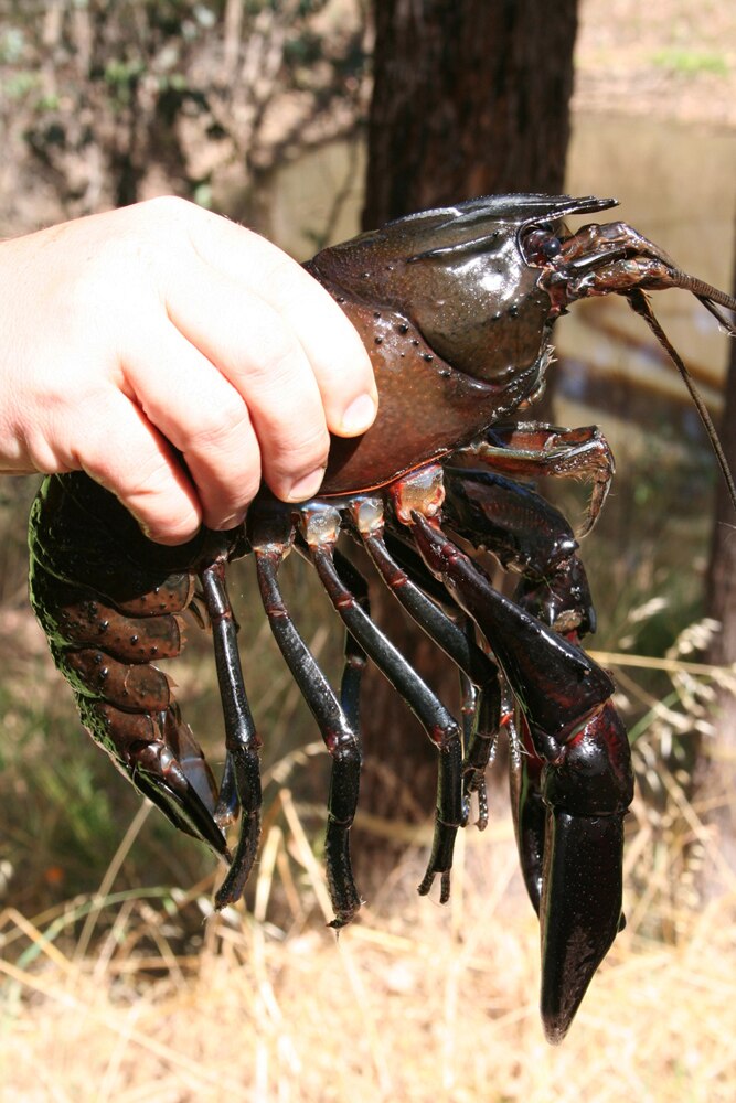 Marron fisheries under threat from dry South West climate - ABC News