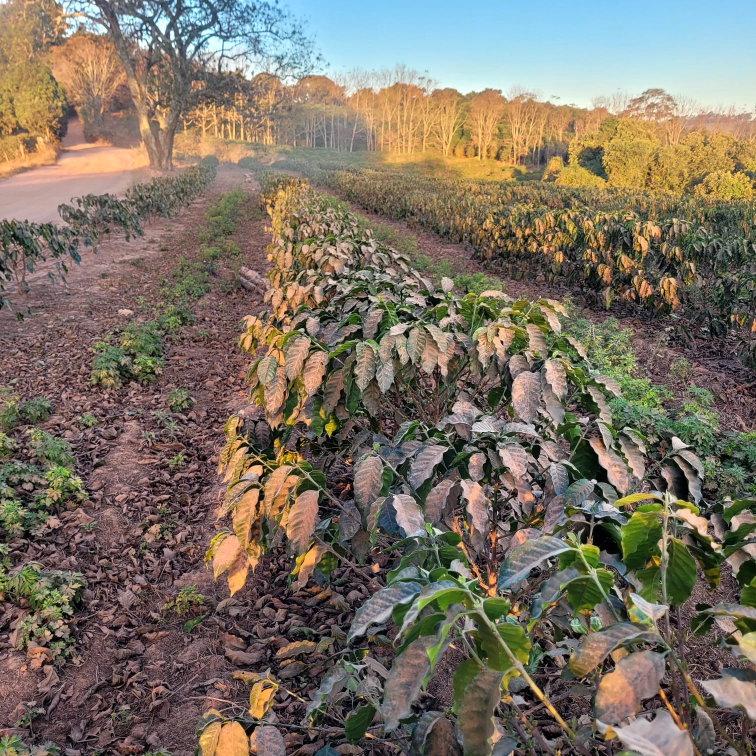 Coffee prices hit fresh highs as weather wreaks havoc on crops in ...