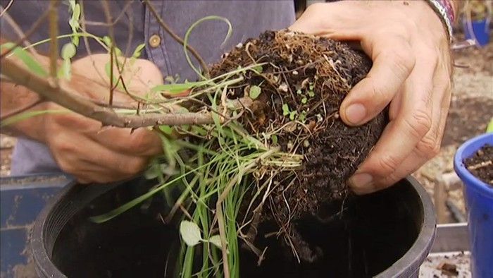 Rejuvenating Plants - Gardening Australia