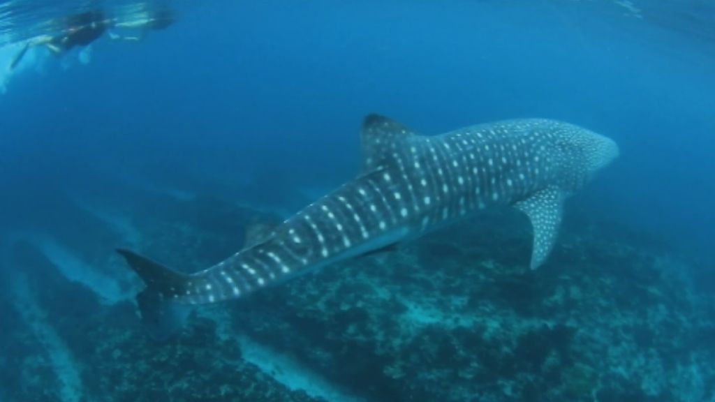 Whale sharks Stumpy and Zorro are recorded visiting Ningaloo Reef - ABC ...