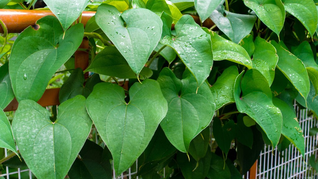 Long Yam - Gardening Australia
