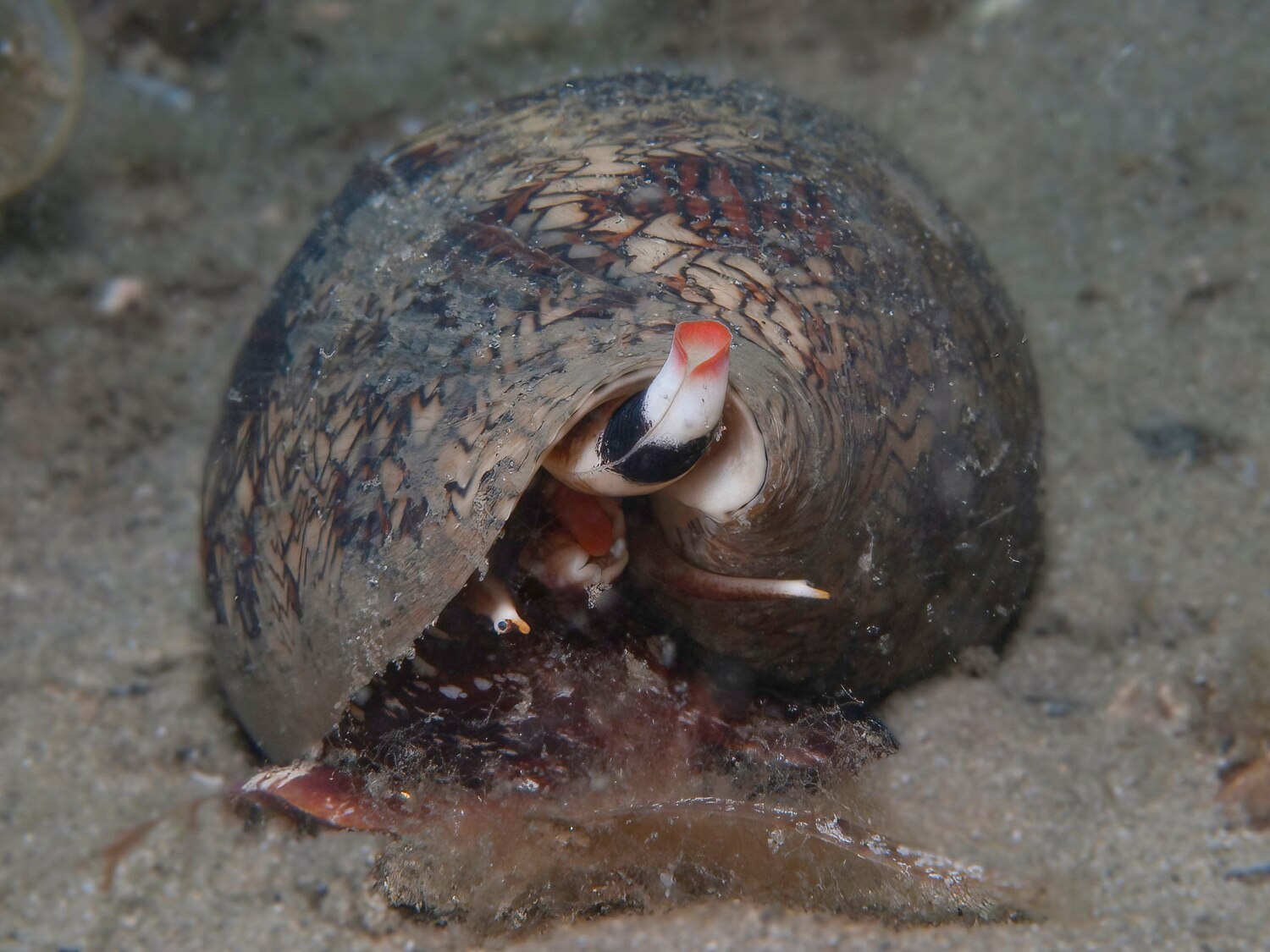 Deadly cone snail found on NSW North Coast as east coast sightings ...