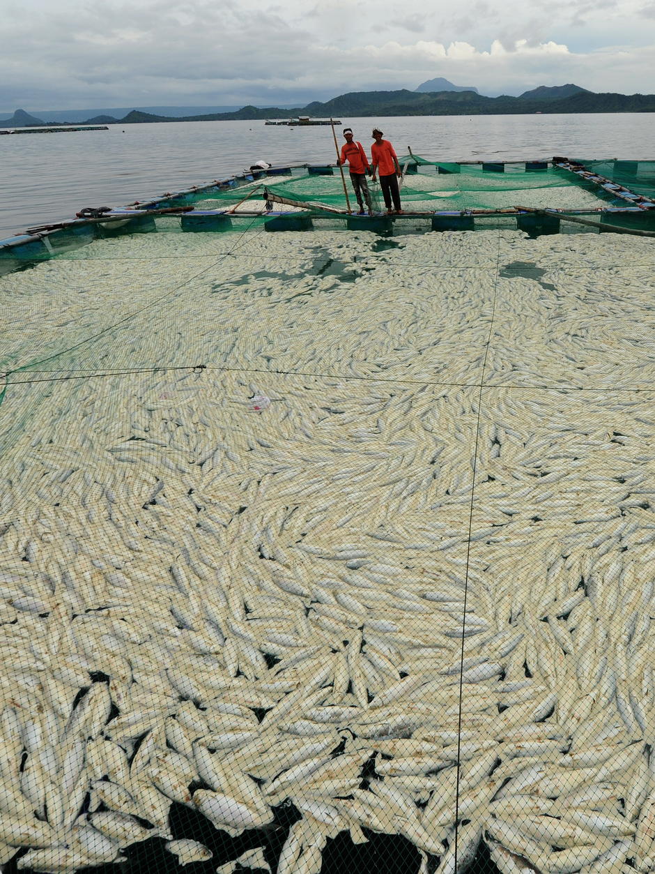 Philippines struggles with mountains of dead fish - ABC News