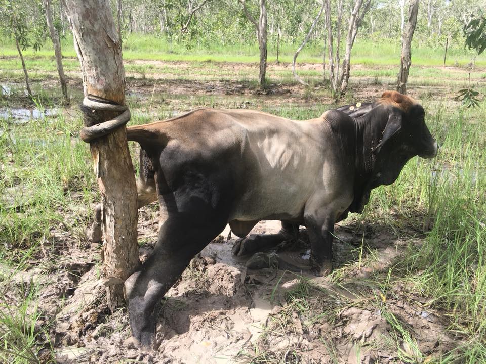 NT cattleman rescues heifer wrapped around a tree by its tail - ABC News