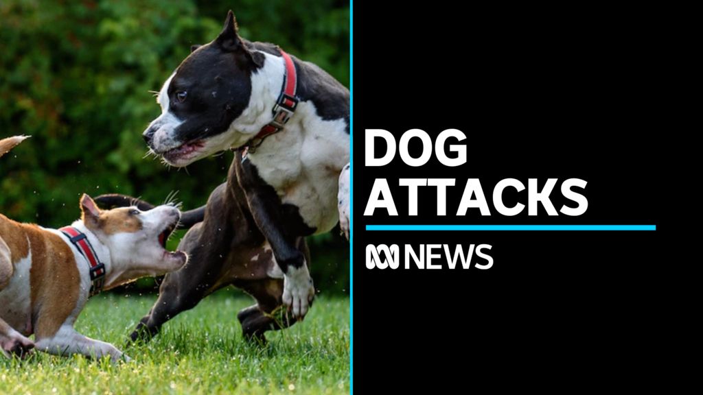 Five dog attacks in south-east Queensland over past week prompt ...