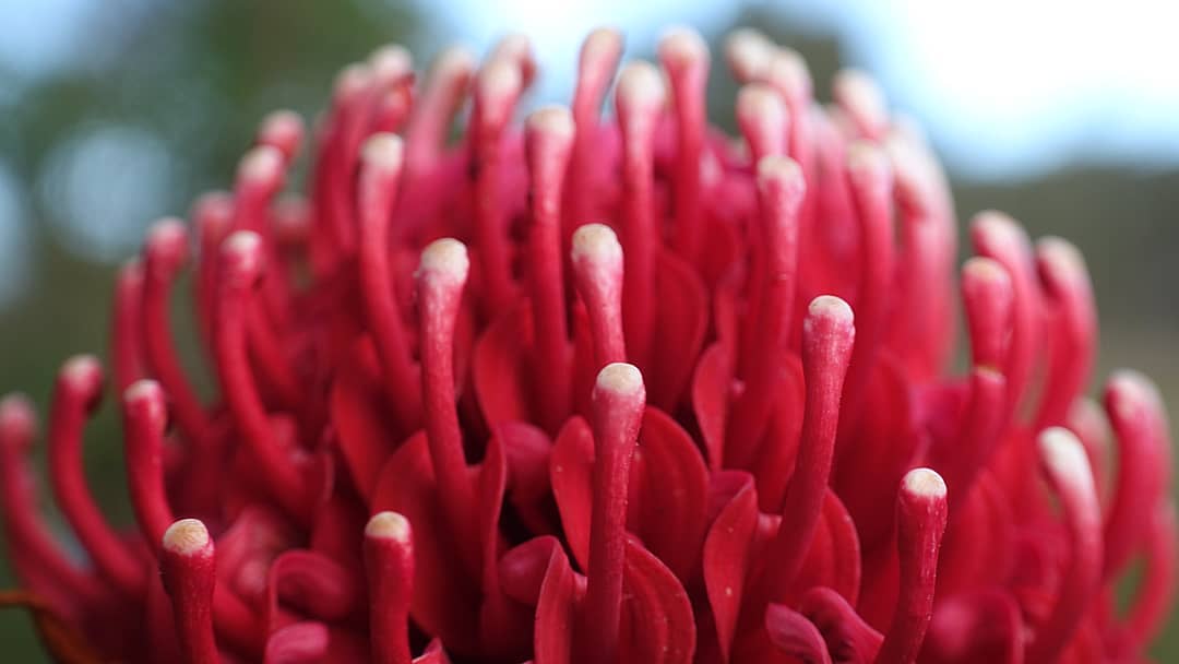 Sydney news: Focus groups review waratah as state symbol, appeal for ...