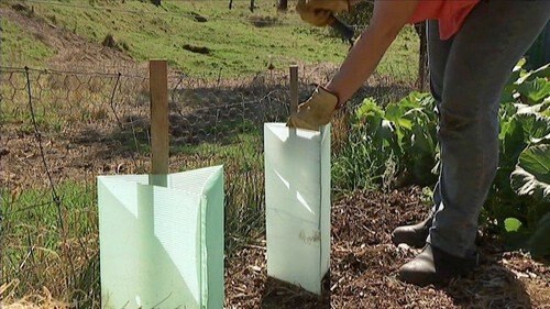 Using Pyrethrum - Gardening Australia