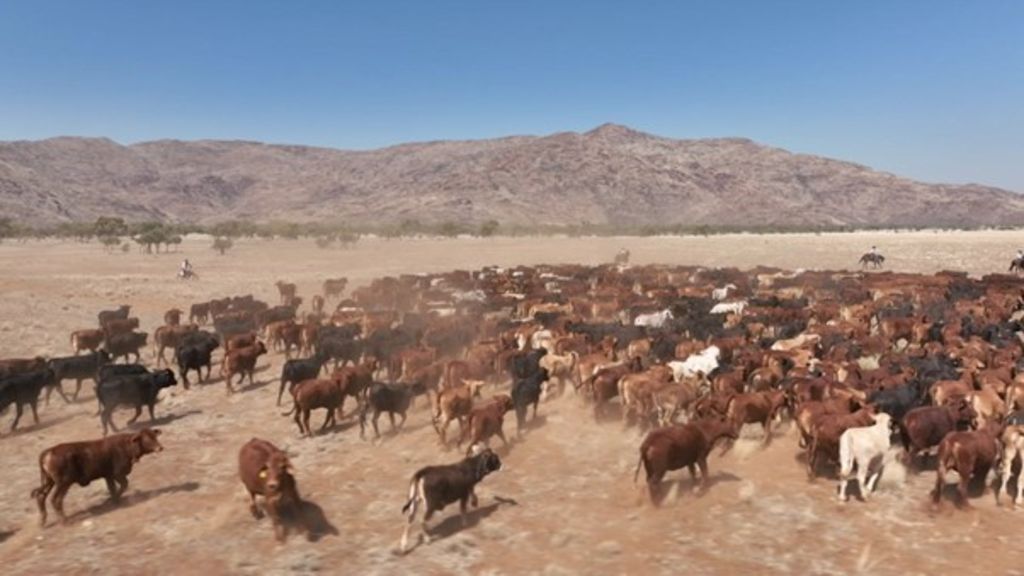 'Food for the Future' study examines red meat industry - ABC News