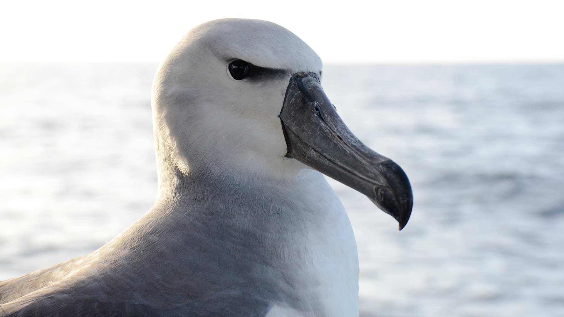 'Endangered' status for shy albatross, recognising threats from climate ...