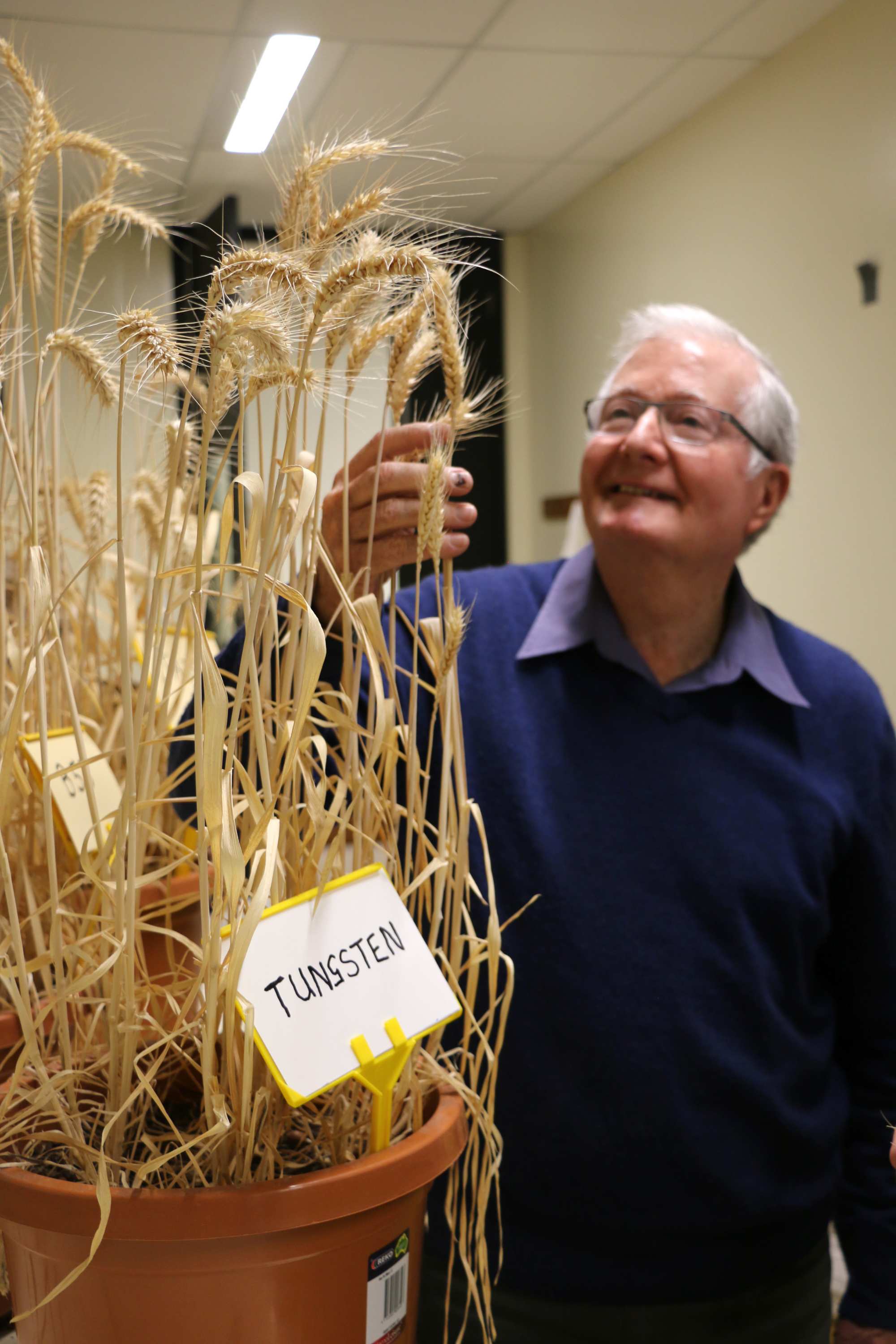 New high-protein WA wheat variety 'tungsten' raises trade hopes after ...