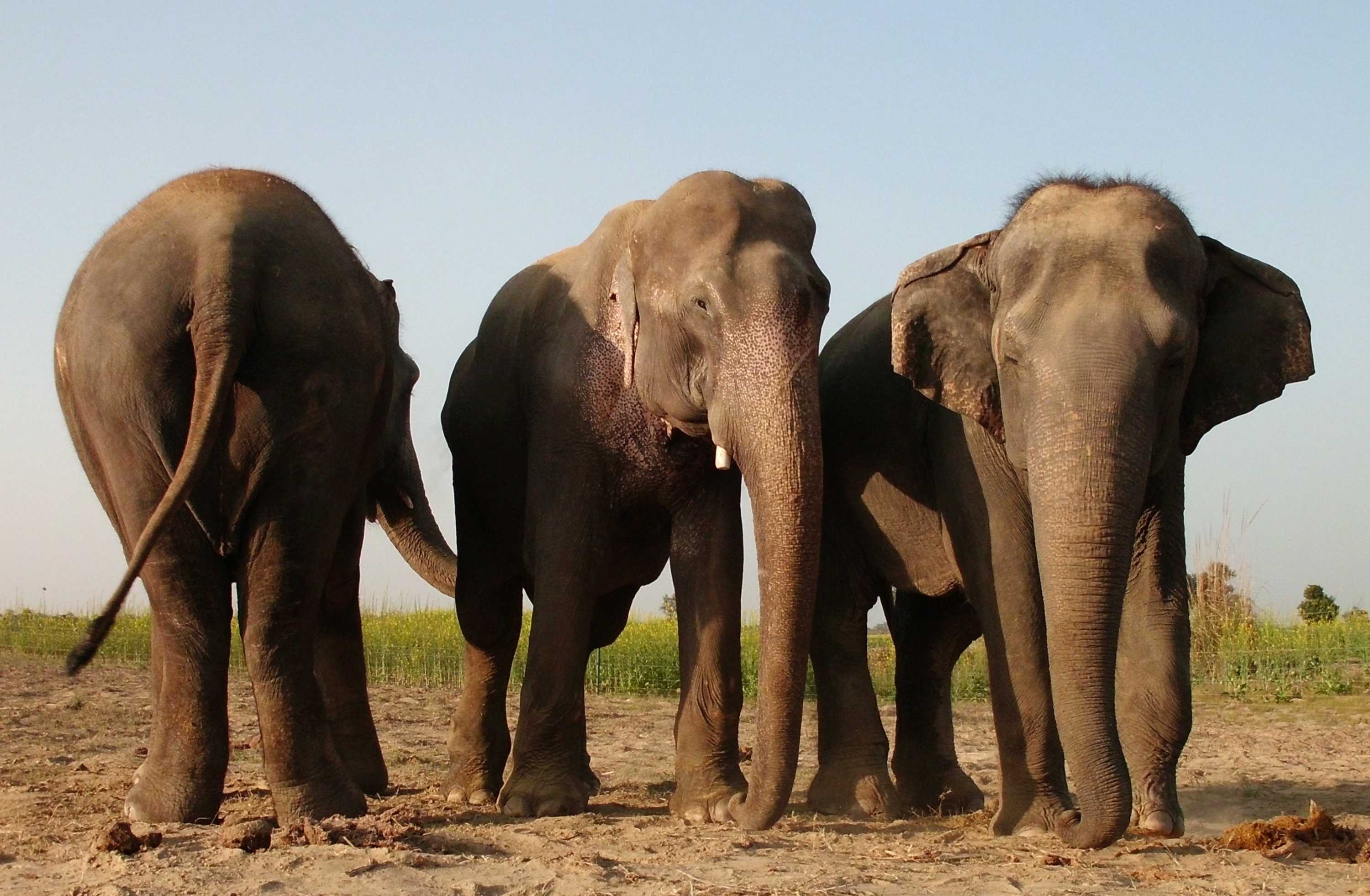 Wild animal populations are disappearing more quickly than you thought ...