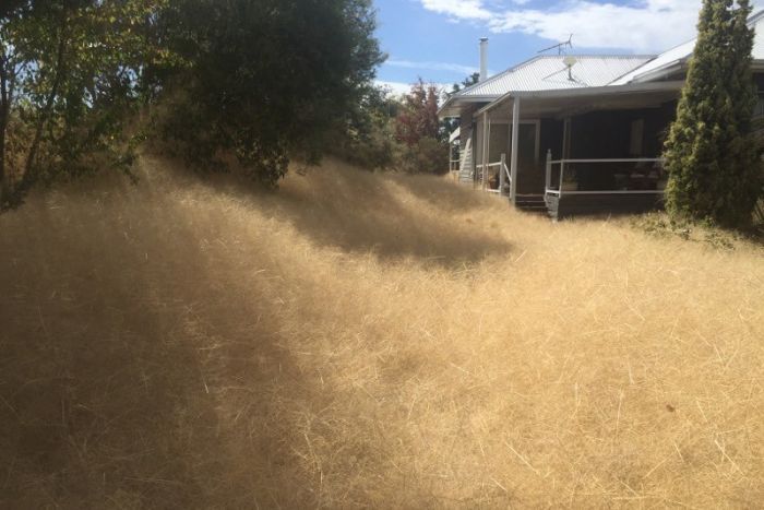 Wabah Rumput ‘Hairy Panic’ Serang Rumah Warga Di Laceby Victoria - ABC News