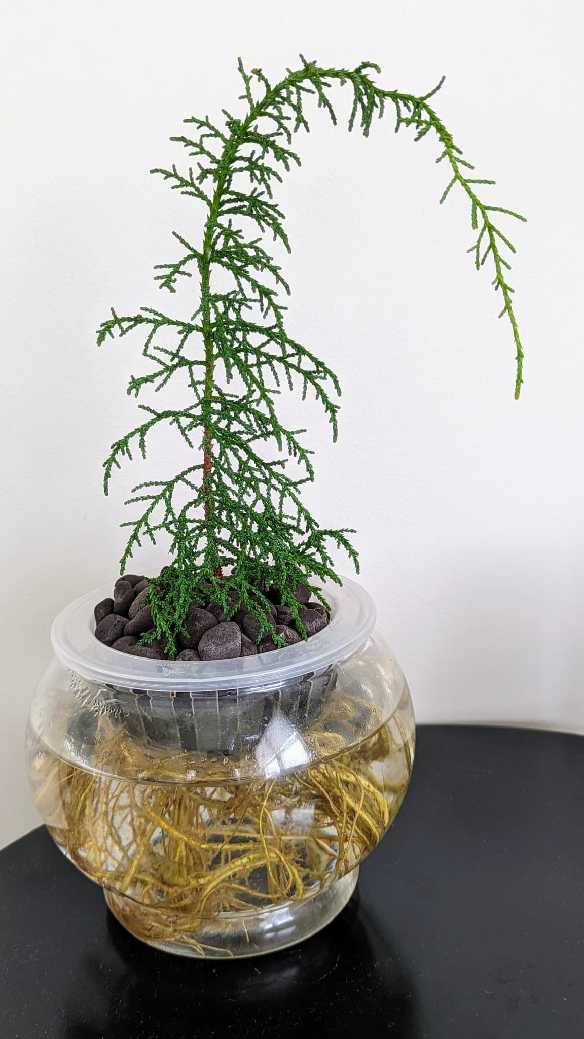 Keeping a Huon pine happy, indoors and out - ABC News