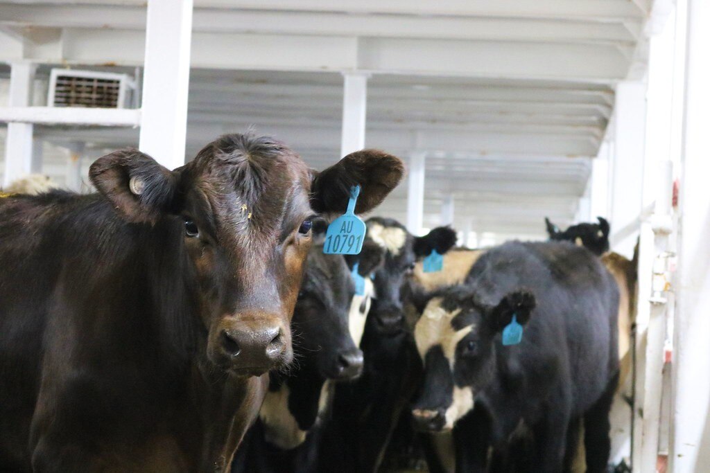Rural exports plunge amid China tensions but Australian live cattle ...