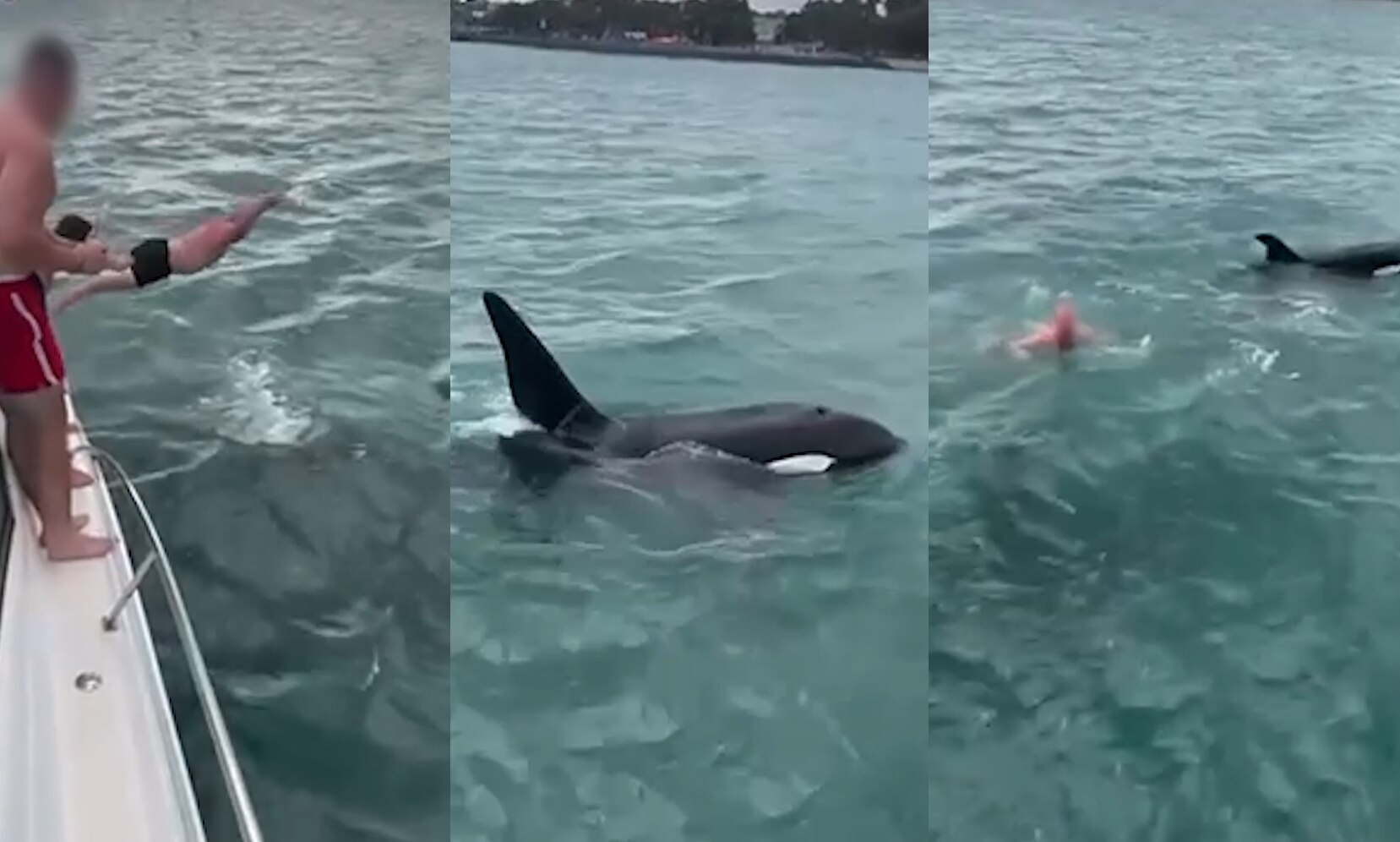 New Zealand man fined for 'body-slamming' orca after footage is posted ...
