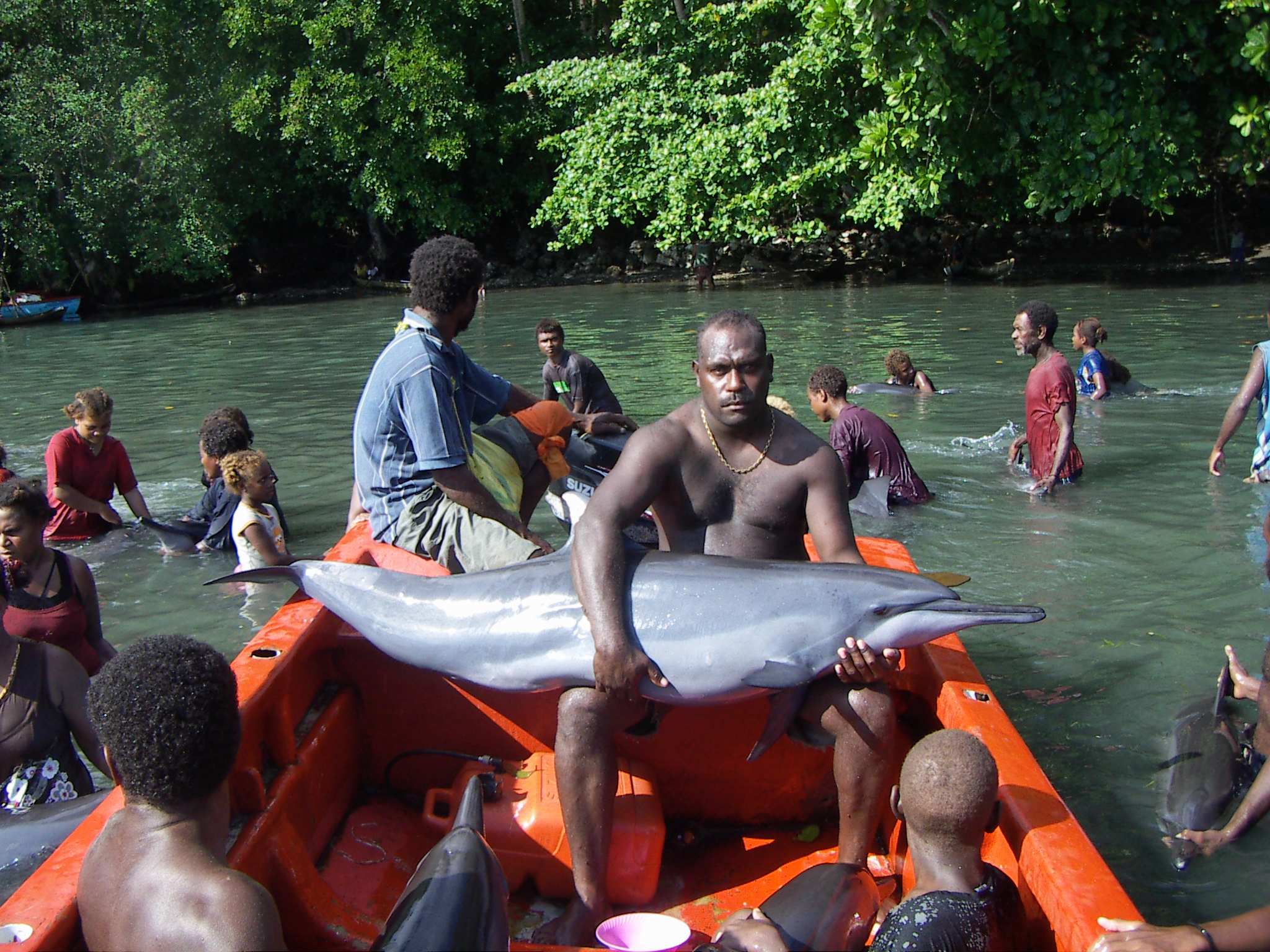 Solomon Islands traditional dolphin hunt video sparks debate over ...