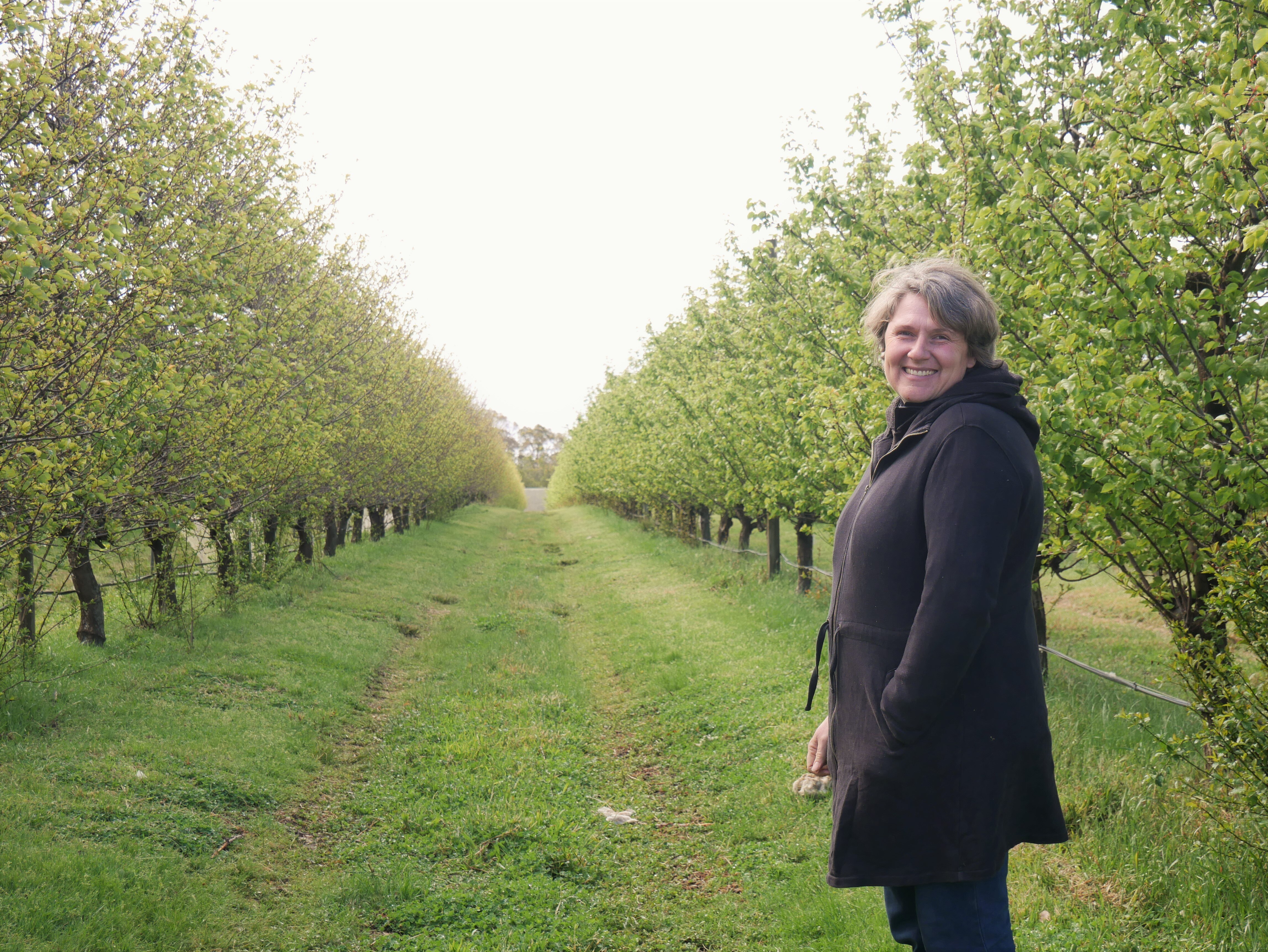 Apricot grower stays put, despite declining industry in WA - ABC News