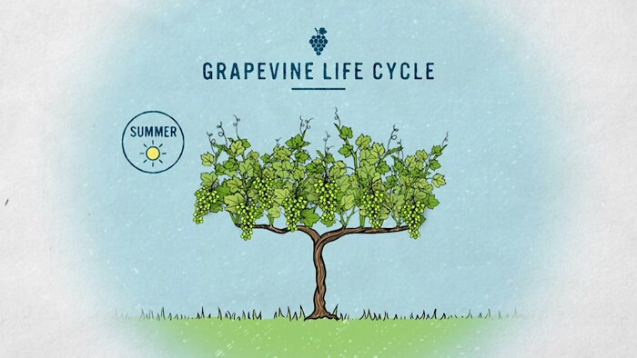 Pruning and Training Grapes - Gardening Australia