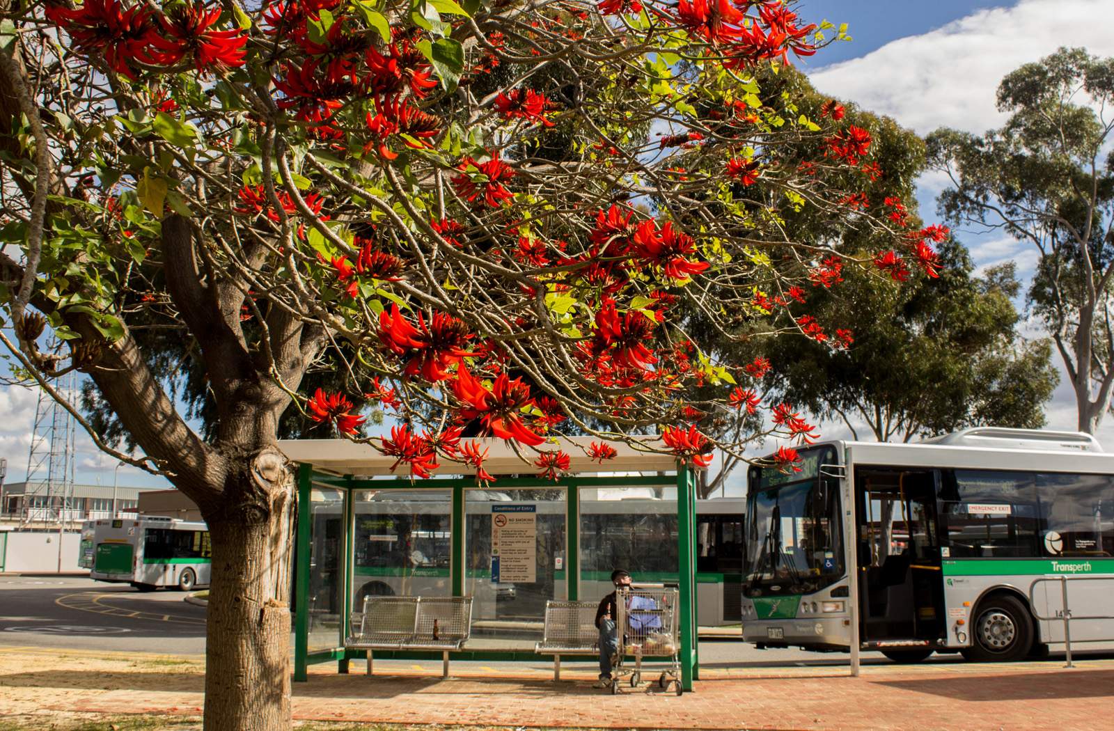 Perth public transport use falls for fifth year in a row, with many ...