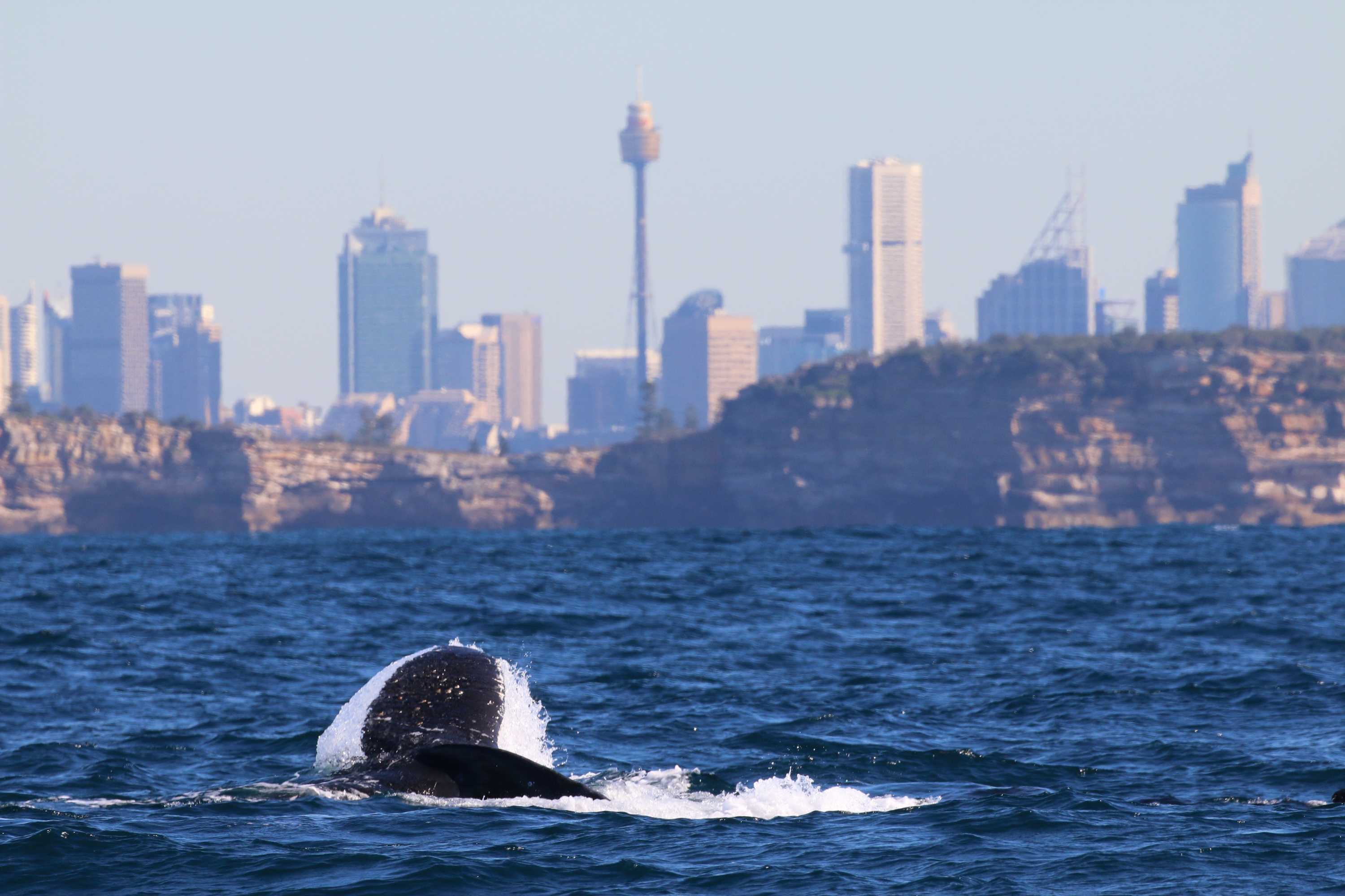 Drones collecting whale snot could unlock a mystery of Australia's ...