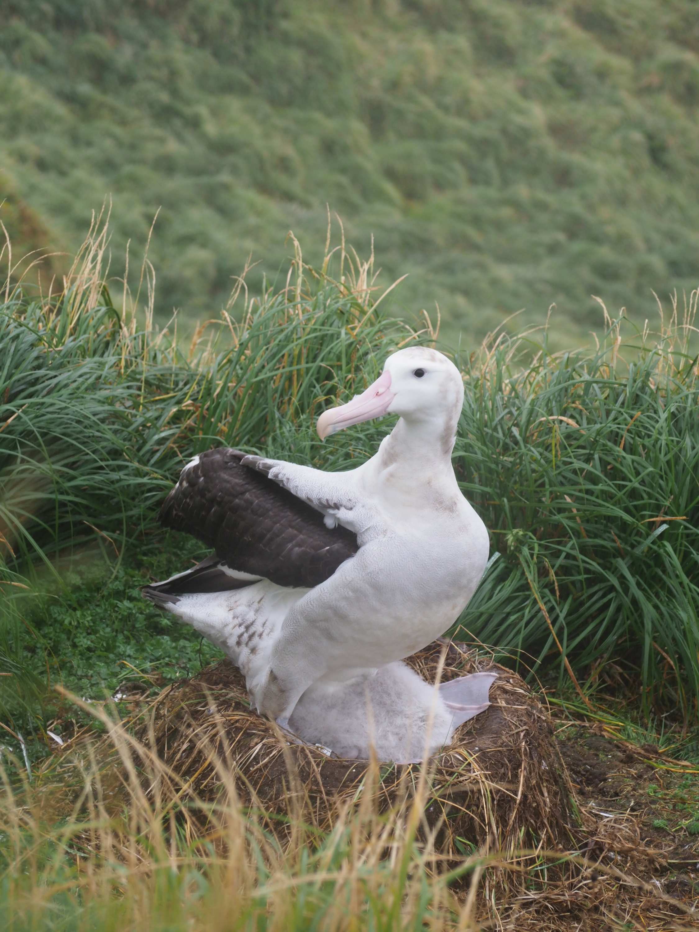 Wandering albatross produce the highest number of eggs in over a decade ...
