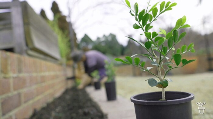 Plants in Space - Gardening Australia
