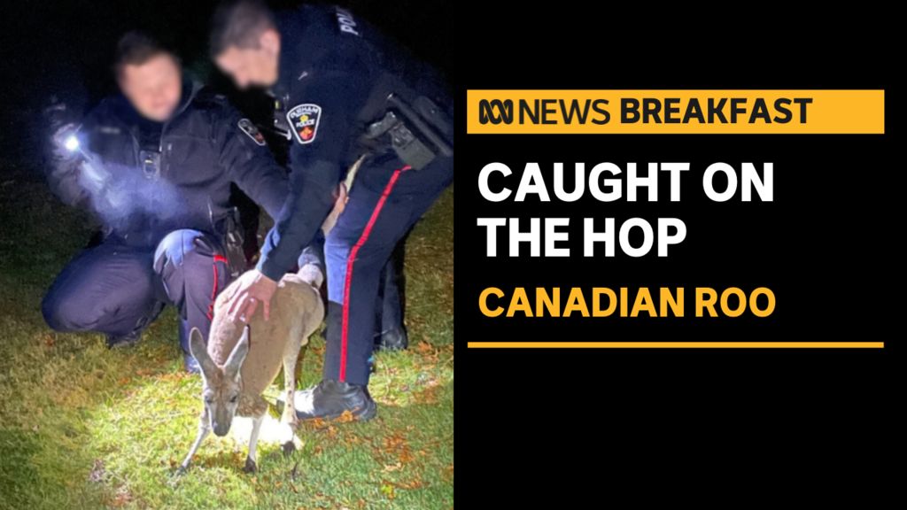 Escaped kangaroo caught on the hop by Canadian police - ABC News