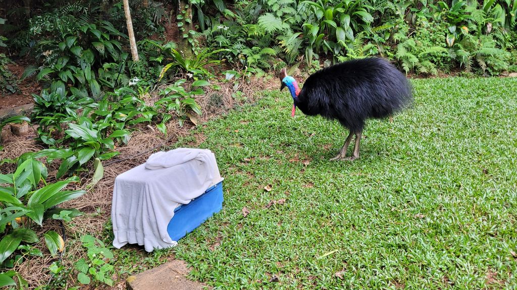 Injured cassowary chick reunited with dad - ABC News
