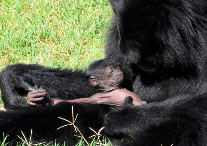 Baby siamang gibbon born at Canberra zoo a first for new parents Tunku ...