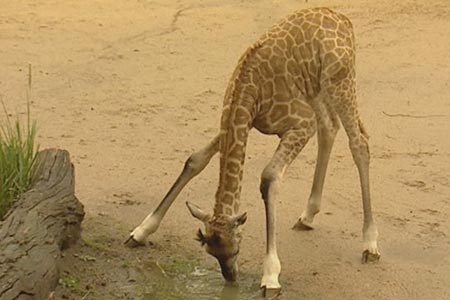 Baby giraffe makes zoo debut - ABC News
