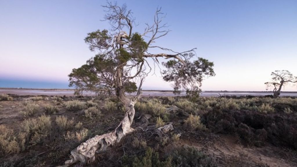 Mallee Magic: The beauty of the Mallee in new book - ABC News