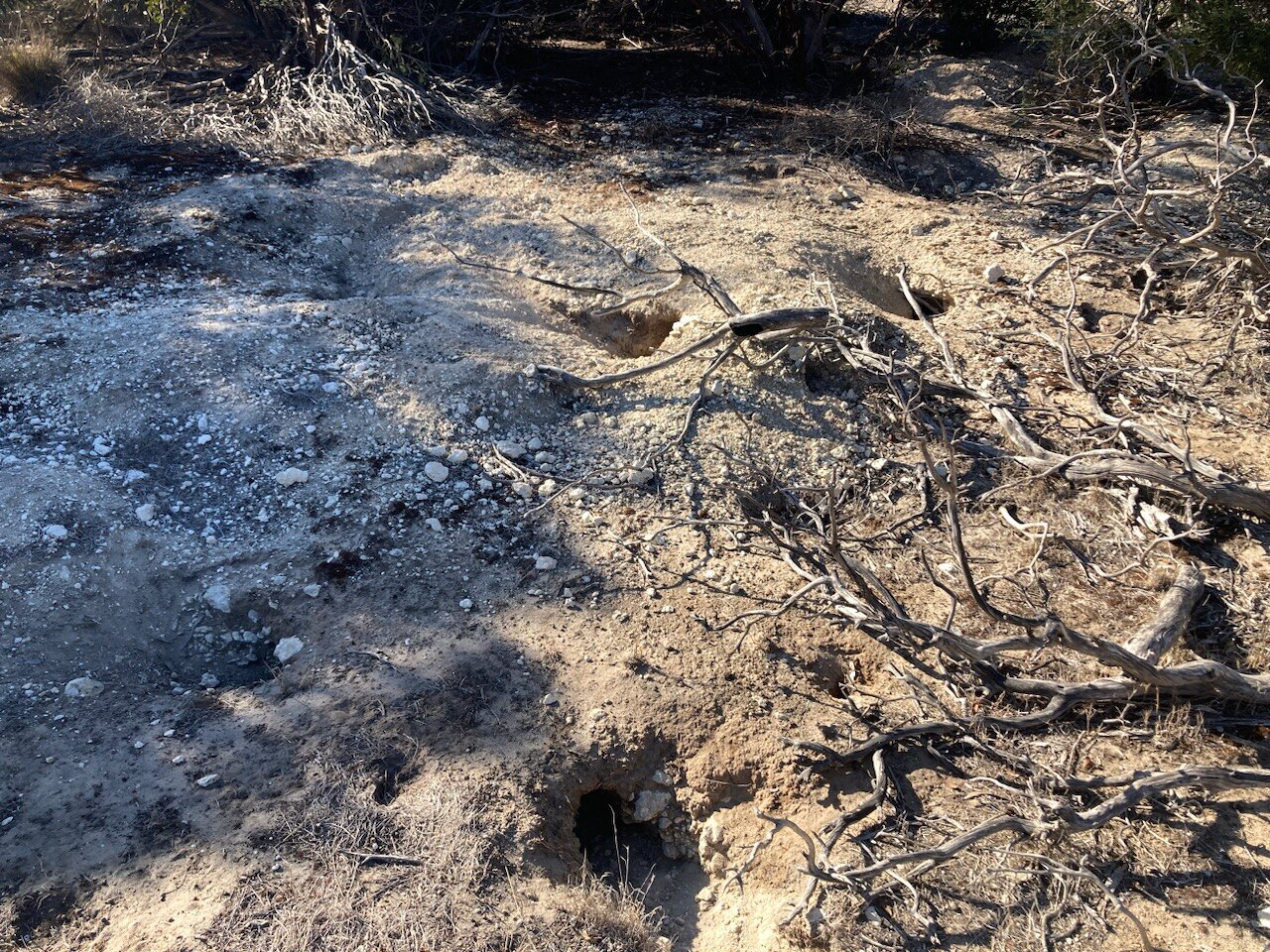 Rabbit populations boom in parts of Australia as ideal conditions see ...