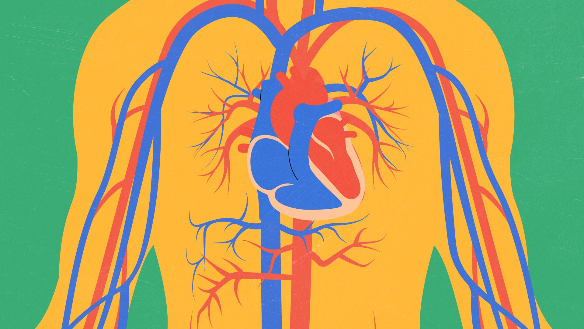 Circulatory system - ABC Education