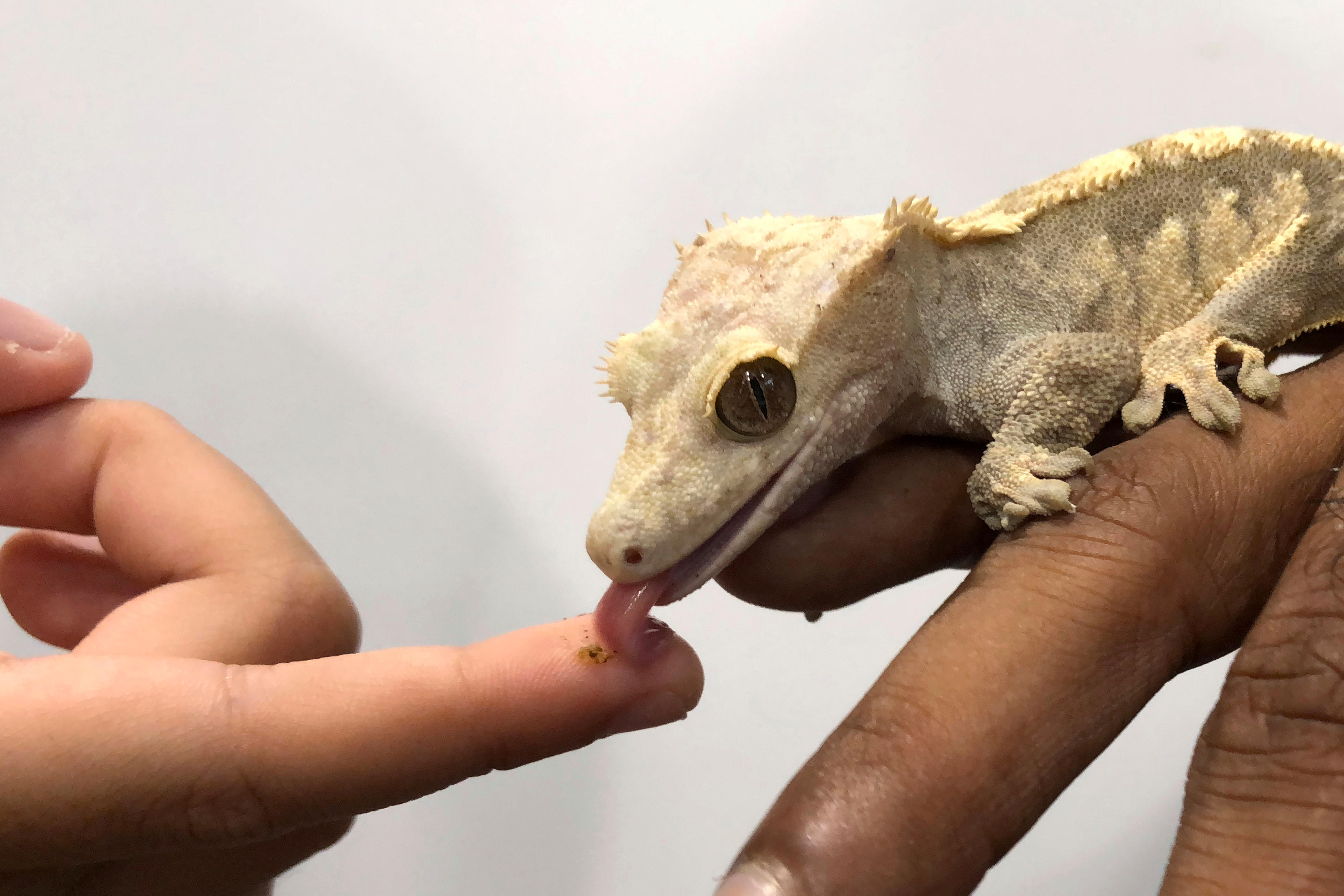 Geckos are hot property in the pet trade — and poachers are scouring ...