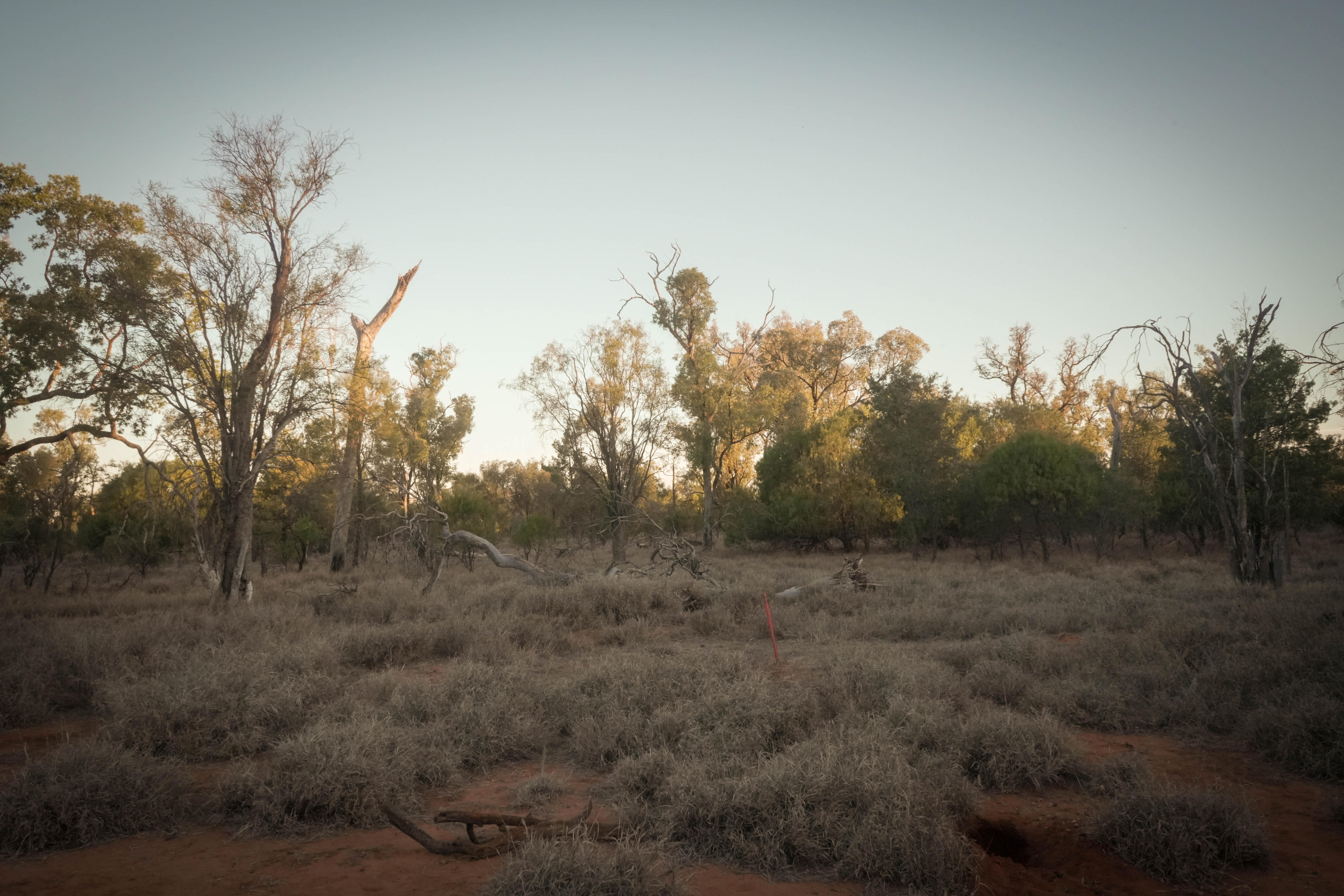 Ground-penetrating radar used to map critically endangered northern ...