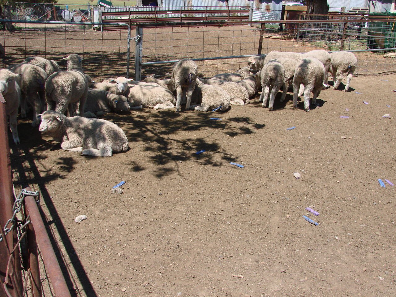 More mulesing done with anaesthetic - ABC News