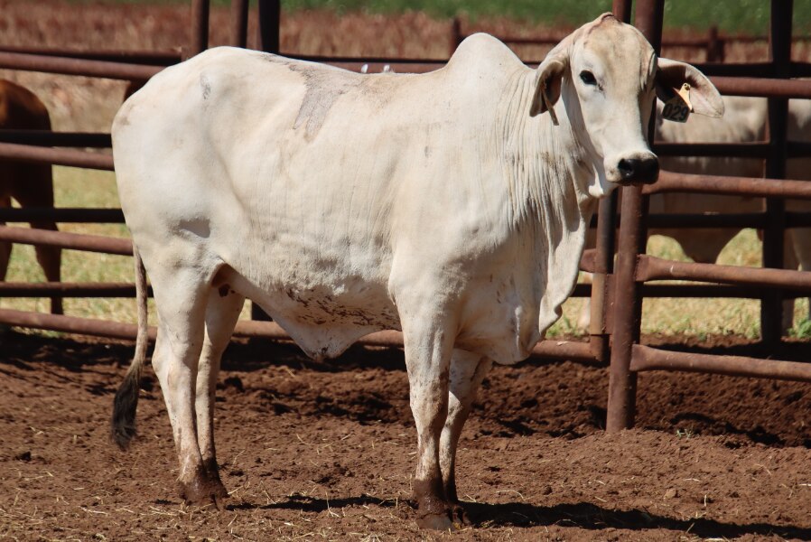 'Calf-making machines': NT Department of Agriculture sells cattle from ...